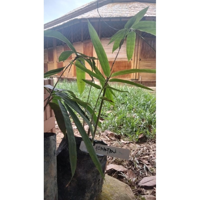 Anak pokok buluh semantan (Gigantochloa scortechinii) dalam polybag ...