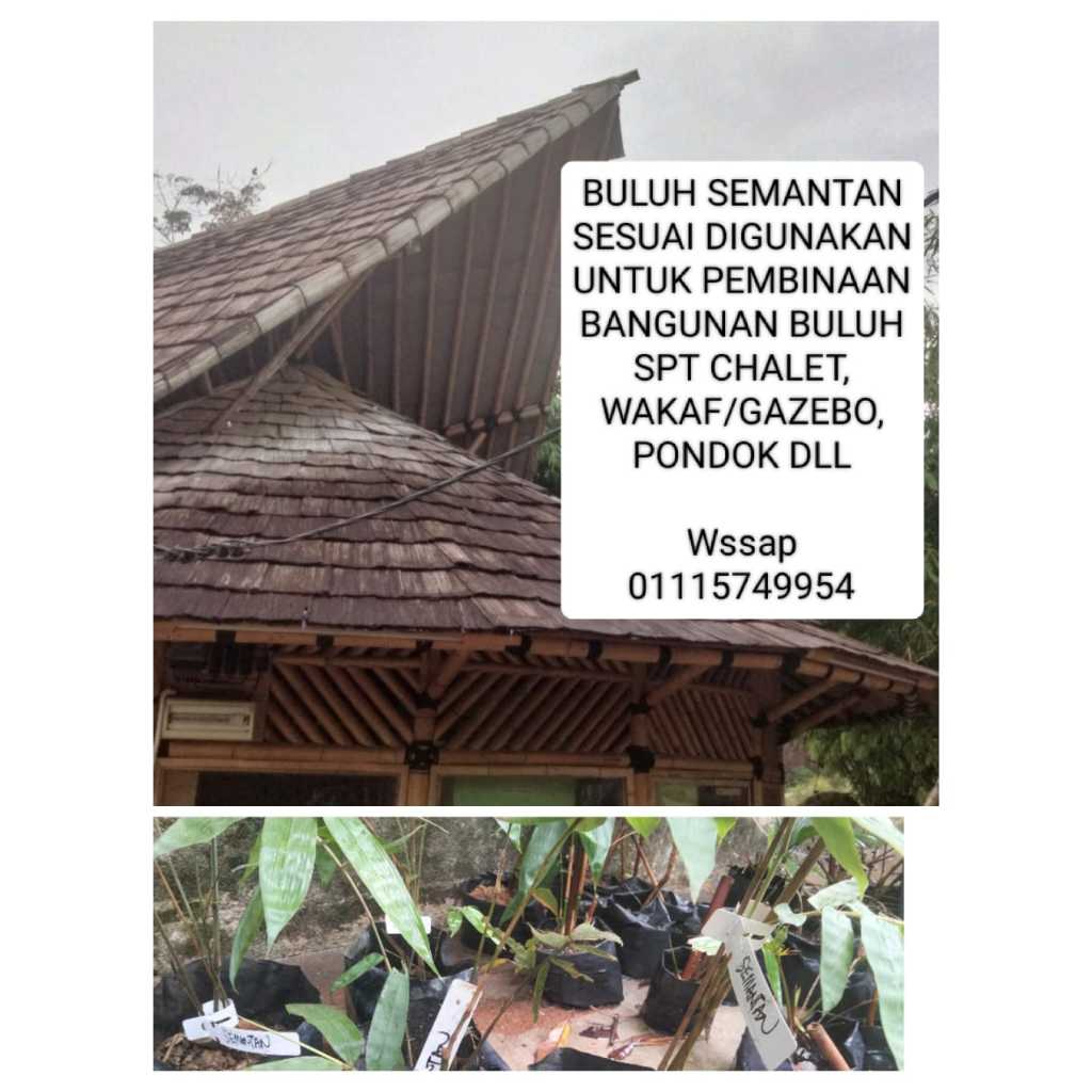 anak pokok buluh semantan (Gigantochloa scortechinii) dalam polybag ...