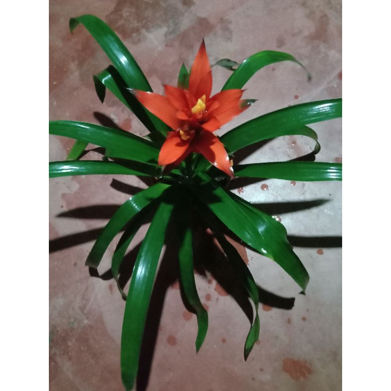 bromeliad guzmania oren live plant | Shopee Malaysia