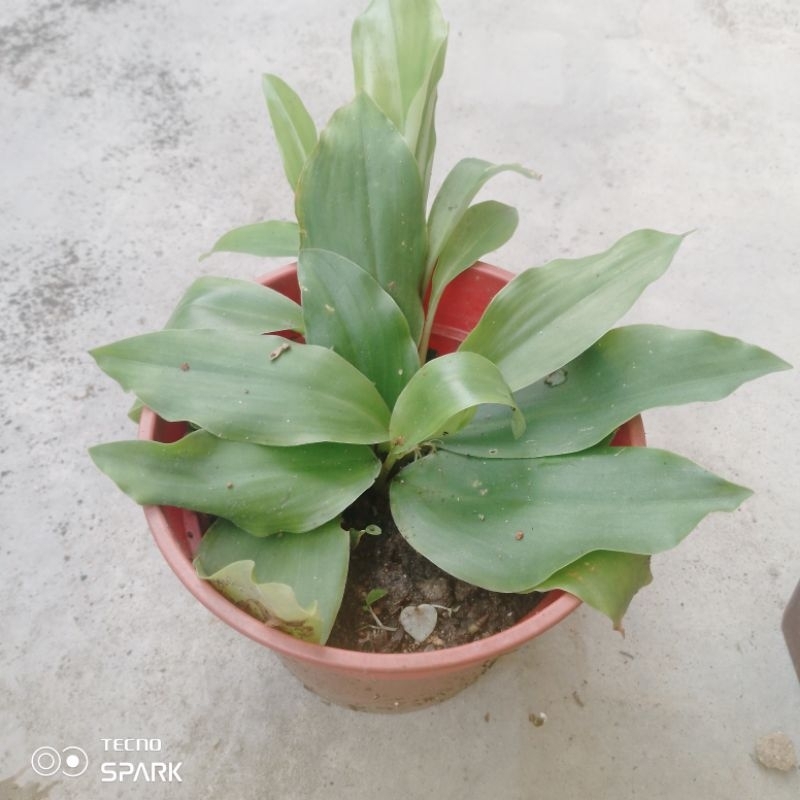 Pokok Cekur atau Kencur | Shopee Malaysia