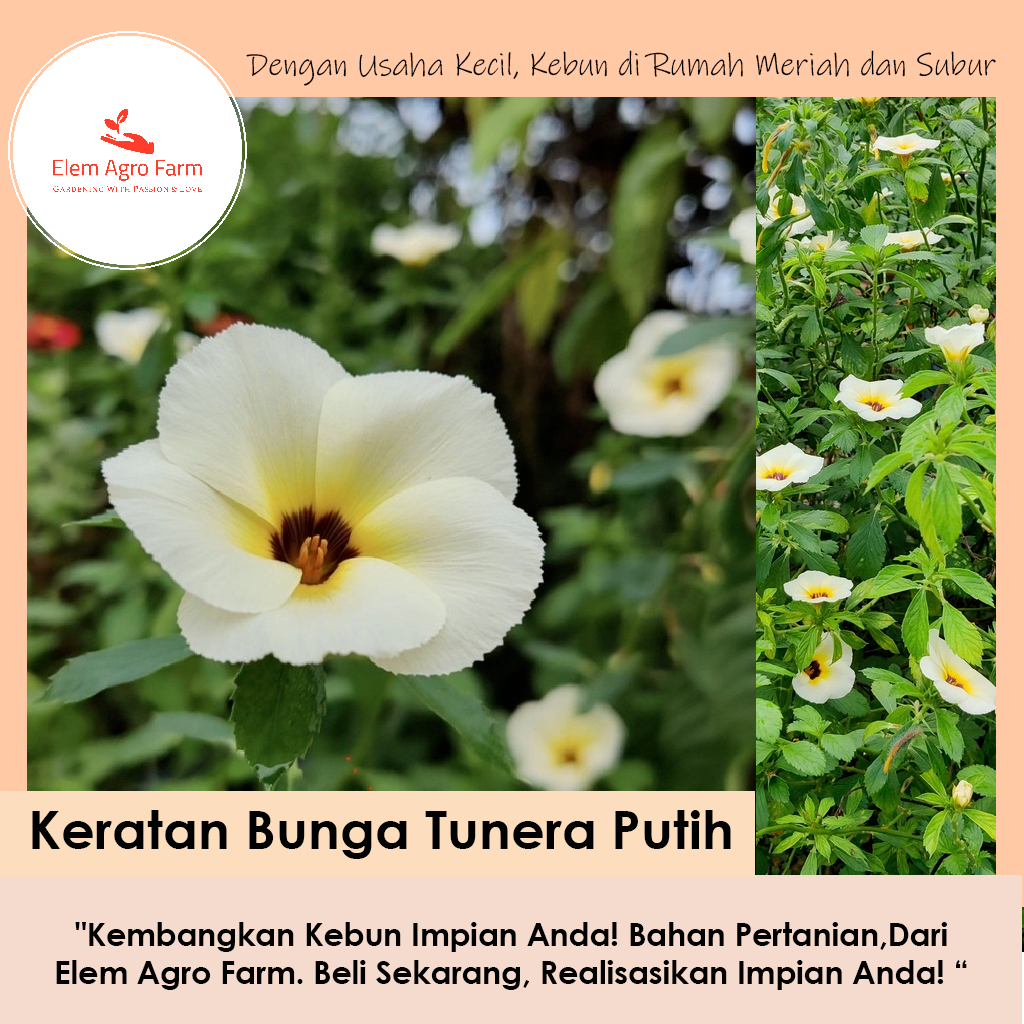KERATAN BATANG BUNGA TUNERA atau Bunga Pukul Lapan (Turnera ulmifolia L ...