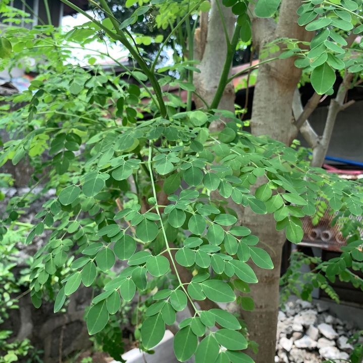 Organic Fresh Moringa Leaves 10 stalks / Daun moringa segar 10 batang ...