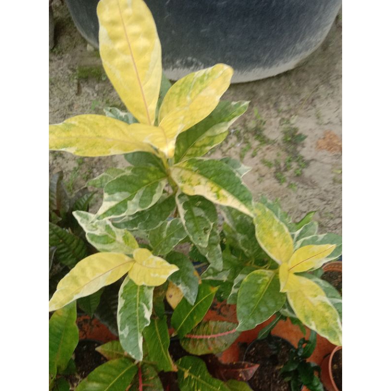 Pokok puding susu cream live plant | Shopee Malaysia