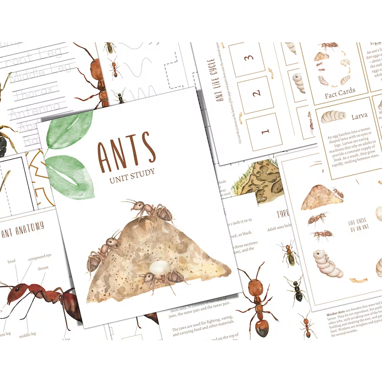 PDF] Ants Unit Study 44 pages Home Learning Kids Printable Montessori ...
