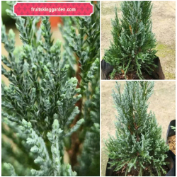 Anak Pokok 'Silver Pine Tree | Shopee Malaysia
