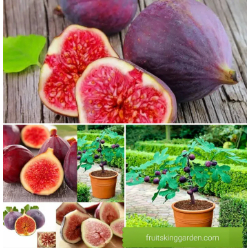 ANAK POKOK FIG / FIG TREE(XXL Big Plant) | Shopee Malaysia