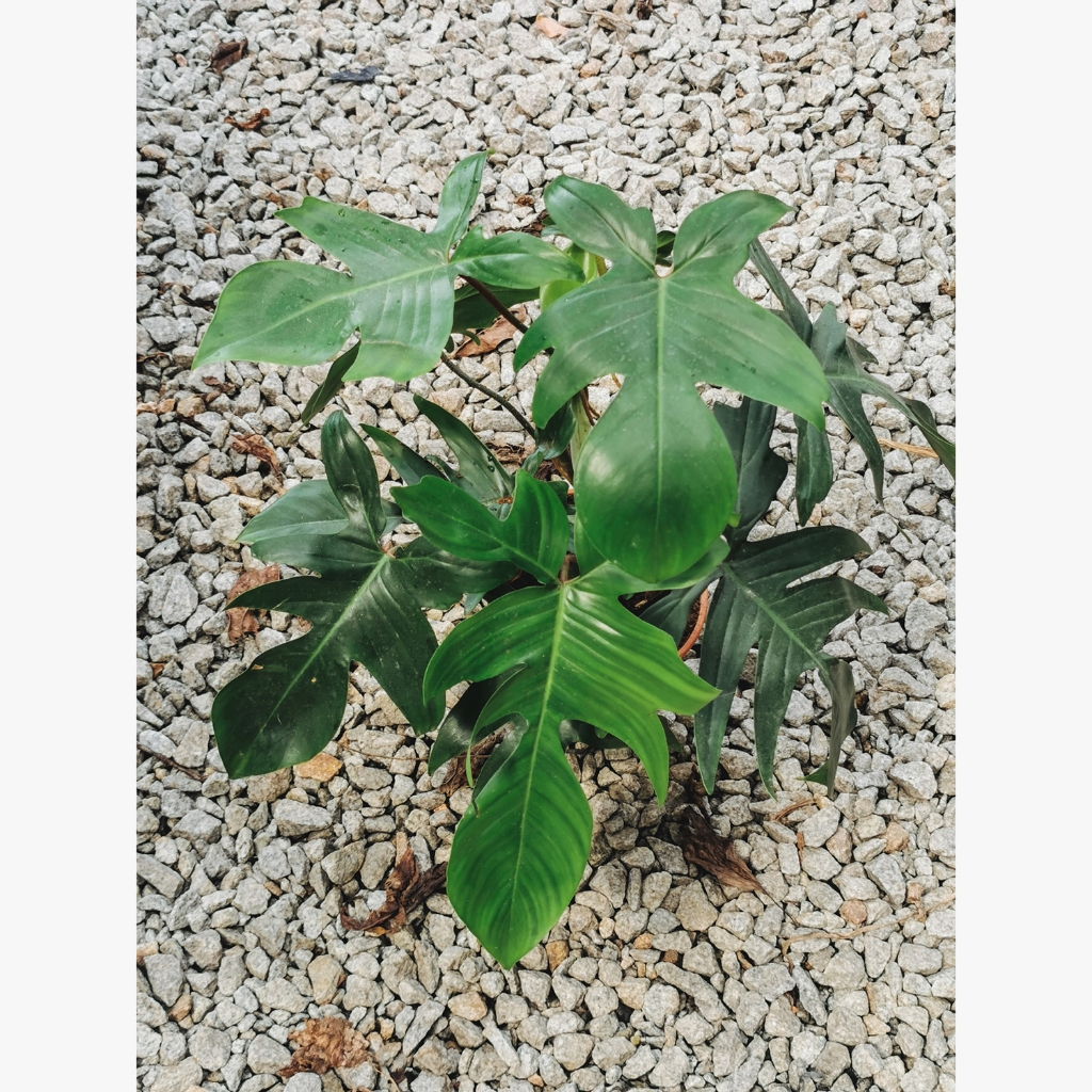 philodendron Florida Beauty Green Philodendron Rudolph | The Plant ...