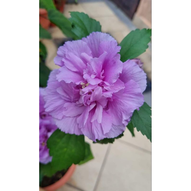 KKB Hibiscus Syriacus Rose of Sharon, Purple Lavender Chiffon Double ...