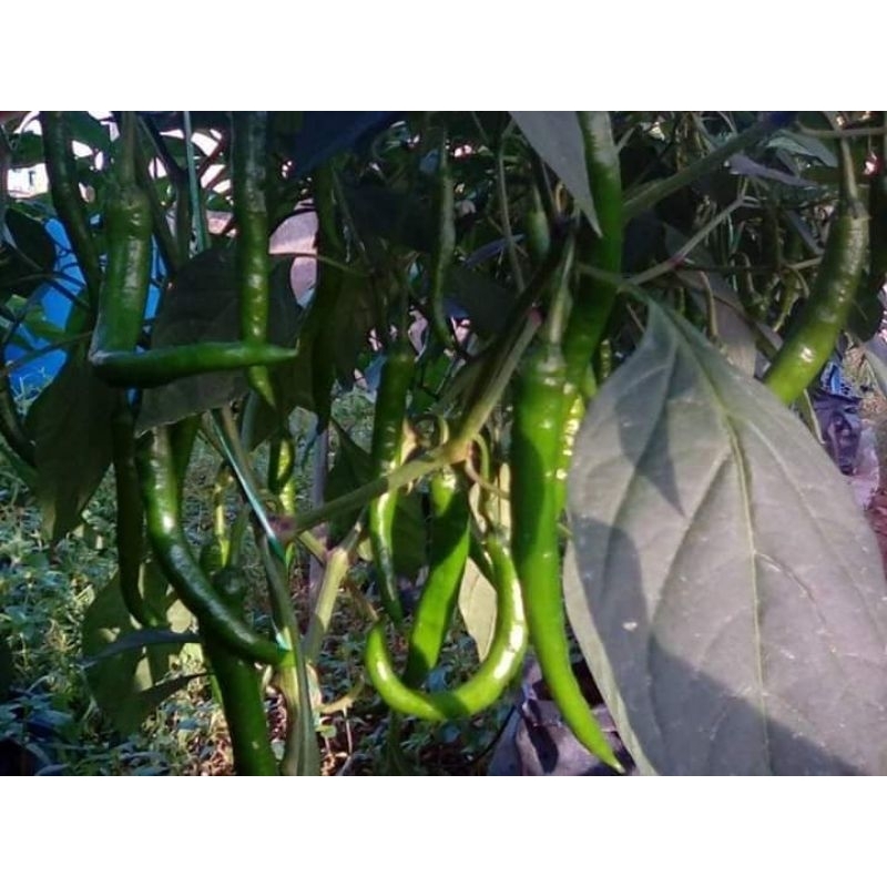 Biji BENIH LADA PANJANG / LADA KERITING ( FROM SABAH ) | Shopee Malaysia