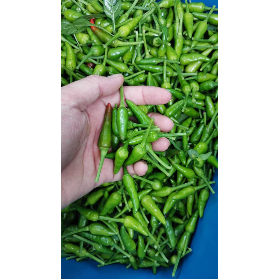 PROMOSI Cili Centil (300gm RM10.50) | Shopee Malaysia