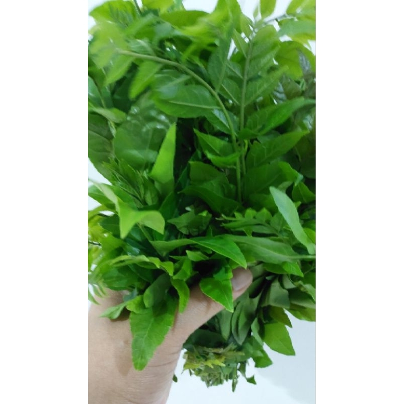 Pucuk ulam cemumar hijau segar 1 ikat | Shopee Malaysia