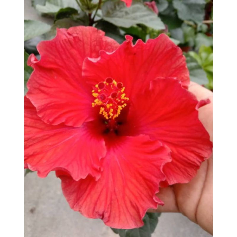 🔥🔥Bunga Raya Hybrid No.29🔥🔥 | Shopee Malaysia