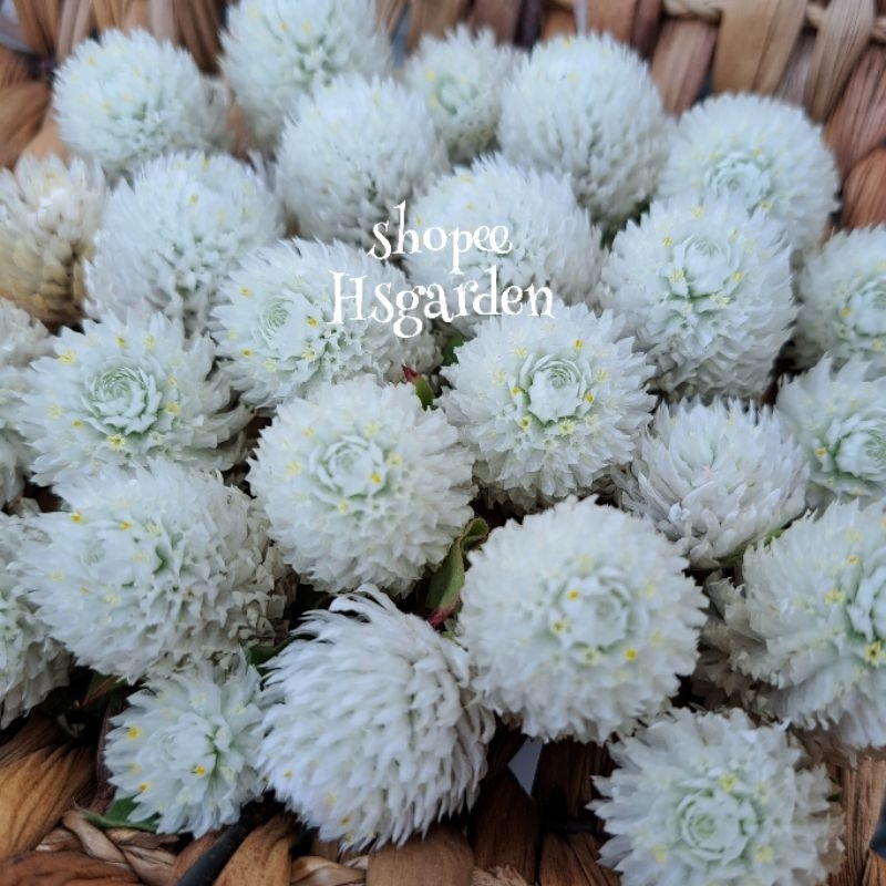 50 biji benih Bunga Butang Putih • Seeds • Gomphrena • Globe Amaranth ...