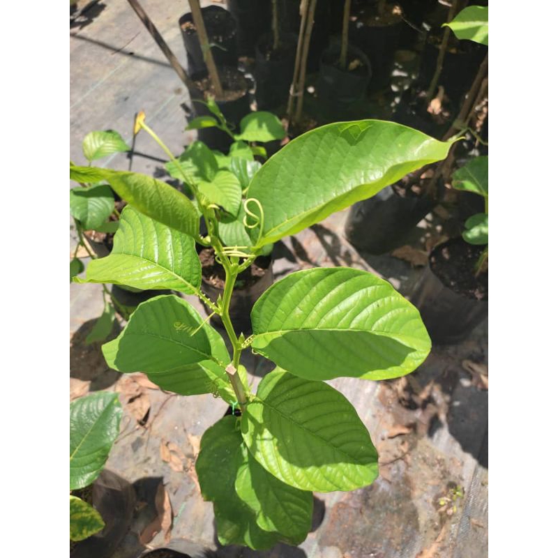 Anak pokok Markisa giant | Shopee Malaysia