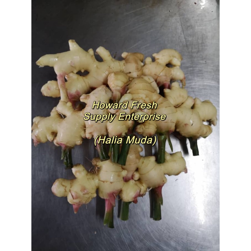 1kg Halia Muda / Young Ginger 子姜 Daily Fresh Vegetable | Shopee Malaysia