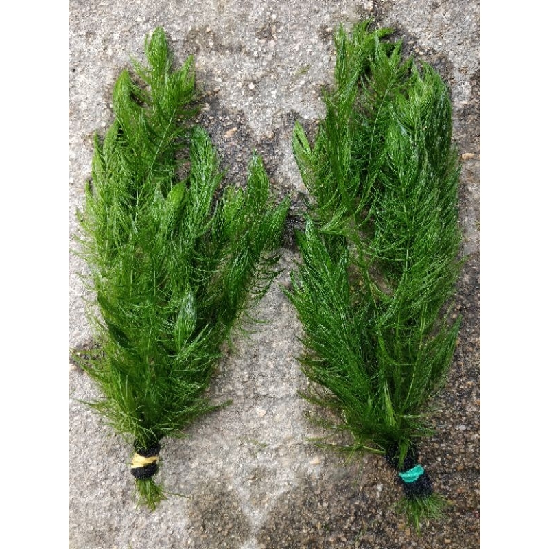 HORNWORT POKOK AIR WATER PLANT | Shopee Malaysia