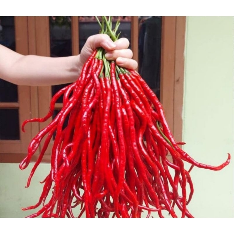 30 biji benih Long chilli seed Vegetable Plants for Sale Bonsai Seeds ...