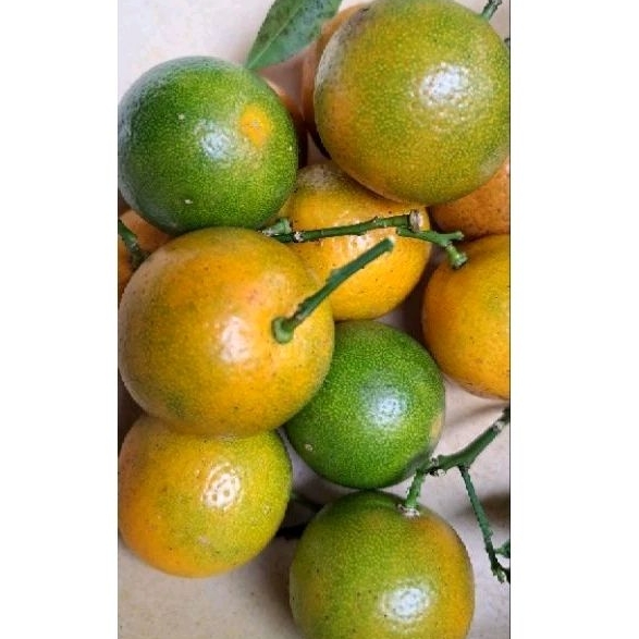 Buah Limau Kasturi / Calamansi Lime (Saiz Besar/Big Size) 💥Juicy💥Masam😖 ...