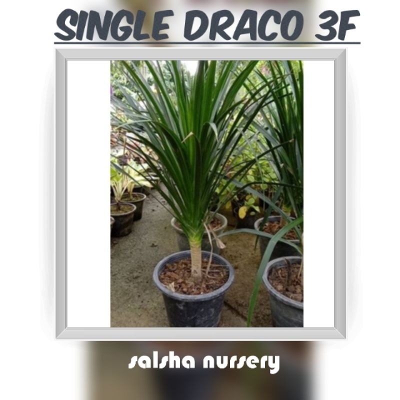 🔥💥 Draco pokok hiasan dan lanskap | Shopee Malaysia