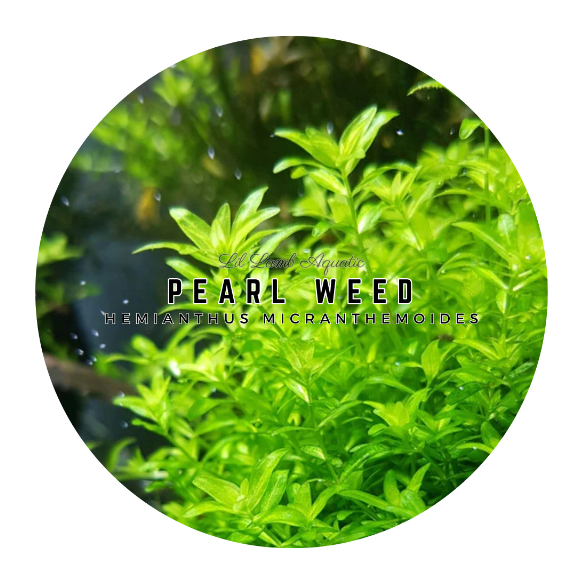 [Aquatic Plant] Pearl Weed Submerged Hemianthus Micranthemoides Green ...