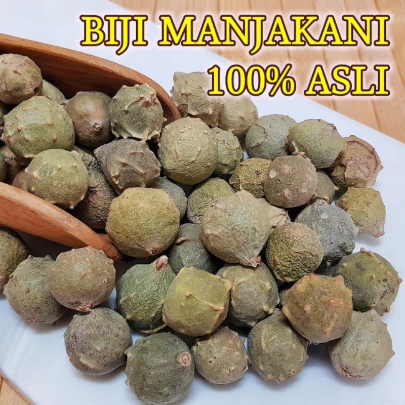 Buah/Biji Manjakani ( Quercus Infectoria ) GRED PREMIUM 100% ASLI ...