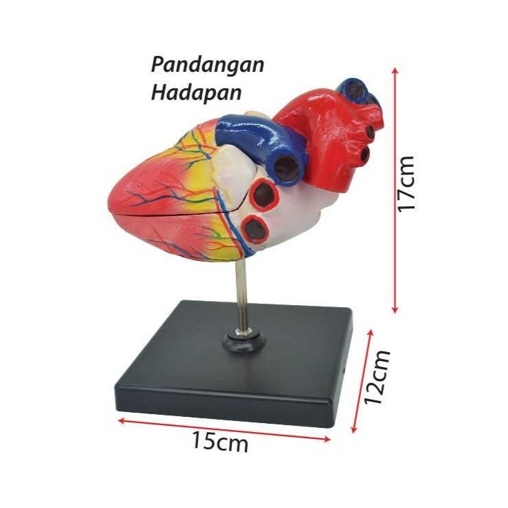 MODEL OF HUMAN HEART/MODEL HATI MANUSIA/ALATAN MAKMAL SEKOLAH/SUBJEK ...
