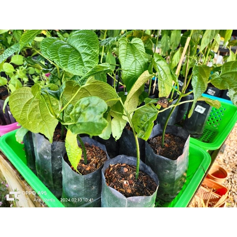 Tanaman Hidup Pokok Sacha Inchi. | Shopee Malaysia