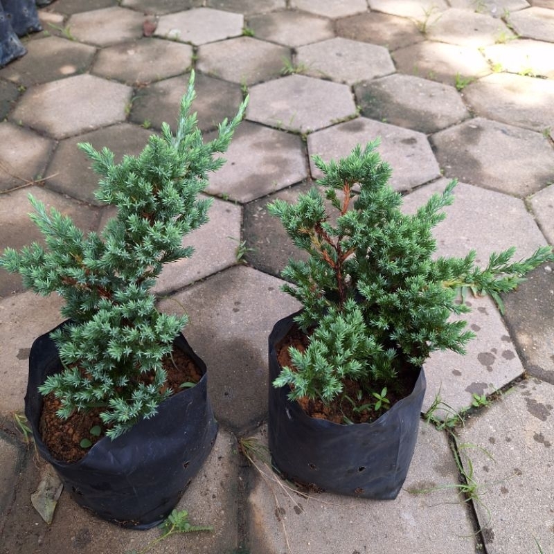 Pokok Sleeping pine outdoor plant | Shopee Malaysia