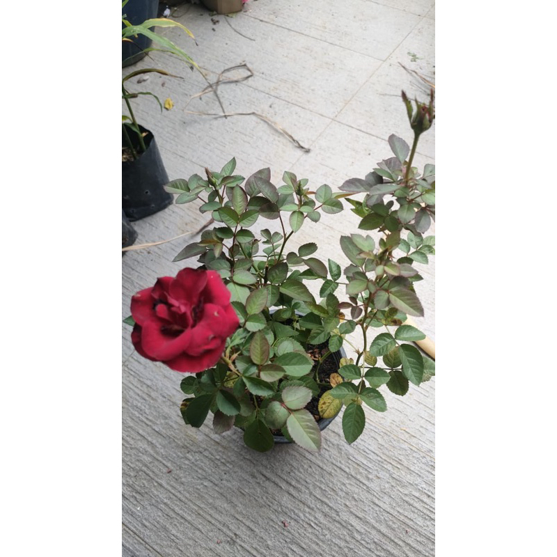 Ros Kampung Tahan Panas sudah berbunga dalam pasu ( Direct Sunlight) | Shopee Malaysia