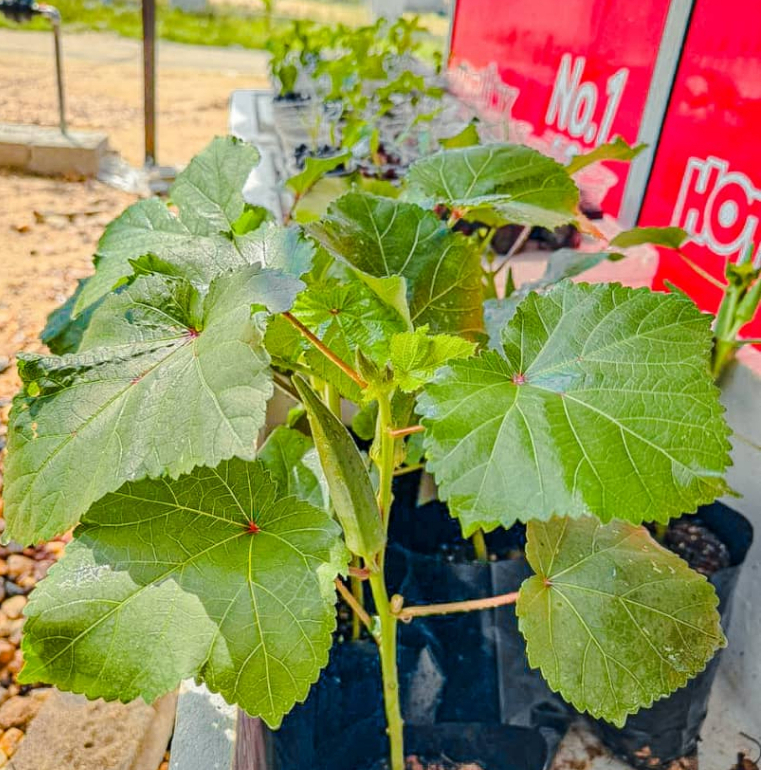 Pokok Bendi / Pokok Kacang Bendi dalam polybag | Shopee Malaysia
