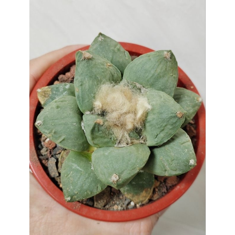 Big Ariocarpus Retusus hybrid 多肉植物-超美大岩牡丹杂 | Shopee Malaysia