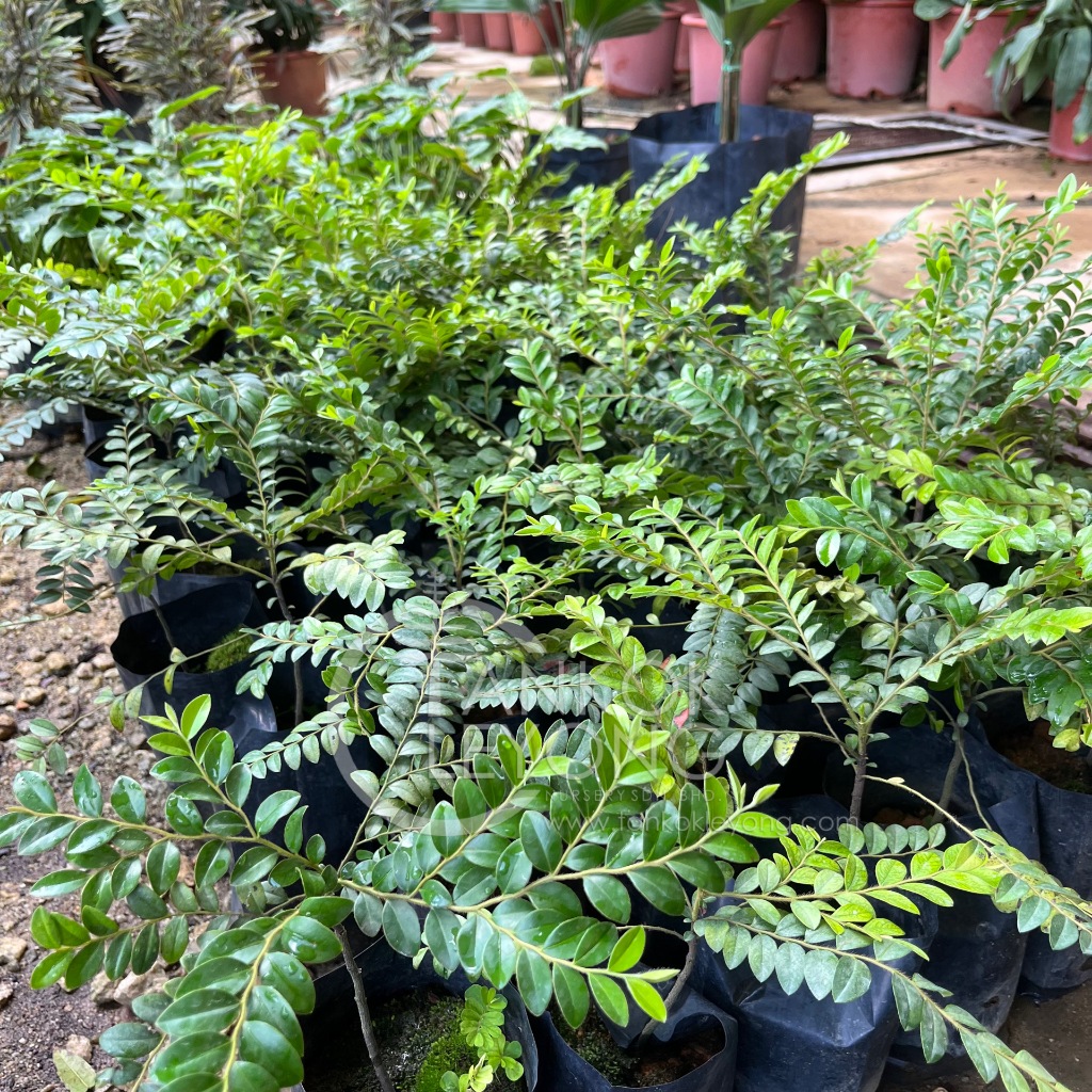 TKL - Outdoor Small Size Diospyros Buxifolia Bucida Tikus Polybag 9x9 ...