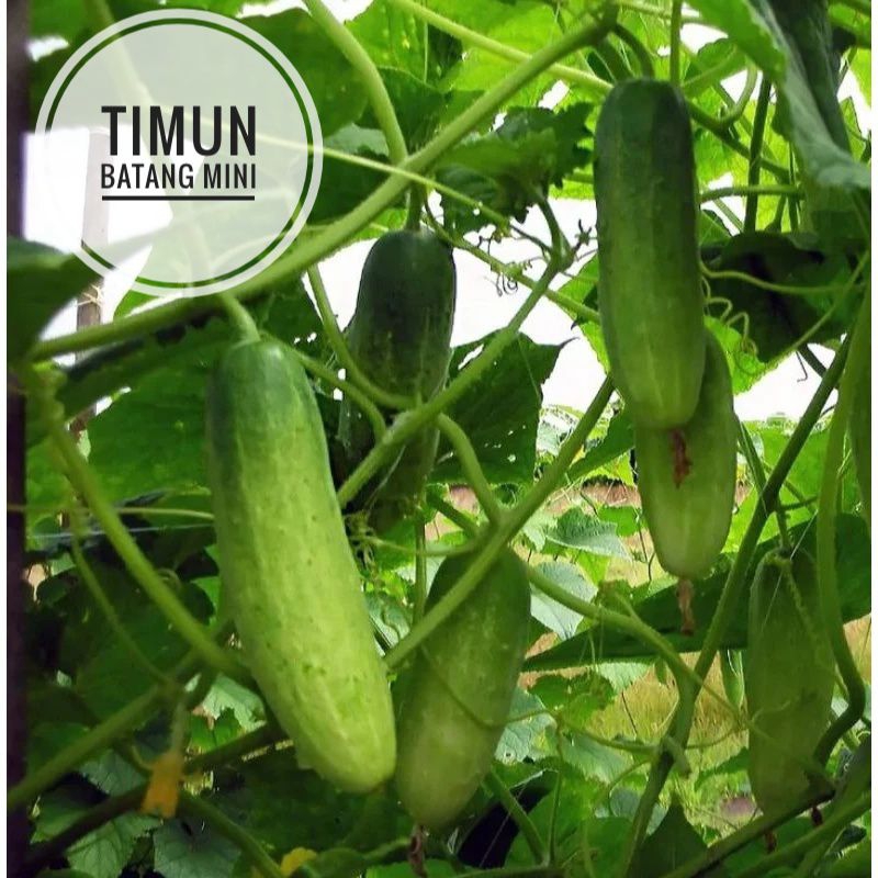 Timun Batang Mini Ulam (10 biji Benih) | Shopee Malaysia