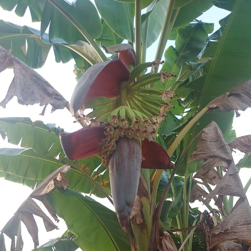 Anak pokok / sulur pisang Kari / | Shopee Malaysia