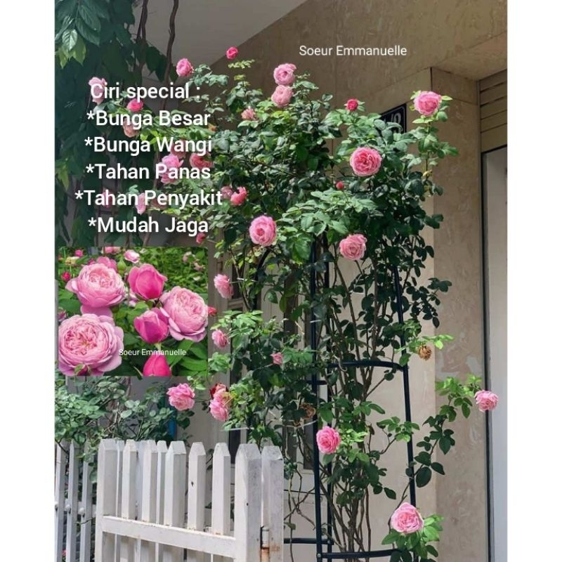 🌹Pelbagai Id I'd Ownroot Climbing English Rose Plant Anak Pokok Ros Mawar Menjalar Memanjat ...