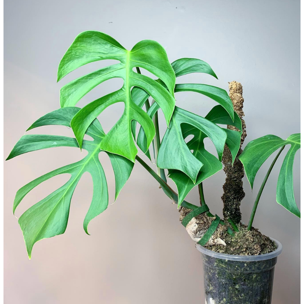 Monstera Brazilian Common Form Rare Plant Pokok | Shopee Malaysia