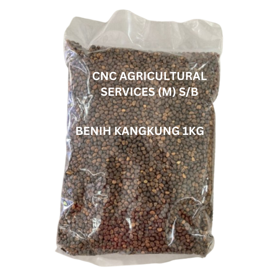 1KG Benih Kangkung Water Spinach Seeds 空心菜 Biji Kangkong Kebun Sayur ...