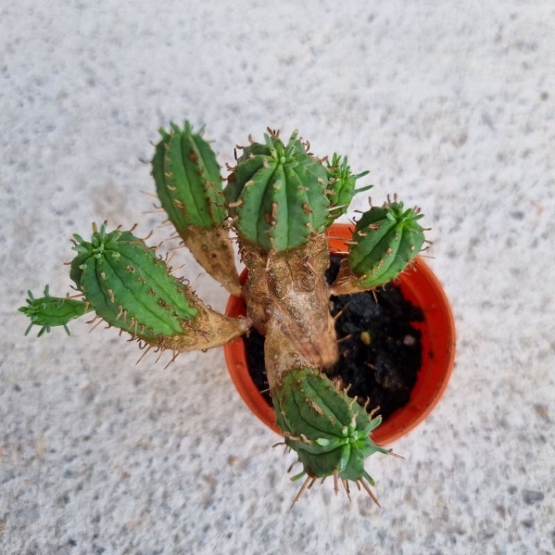 Live cactus plant (pot size 5cm) ready stock 仙人掌 | Shopee Malaysia