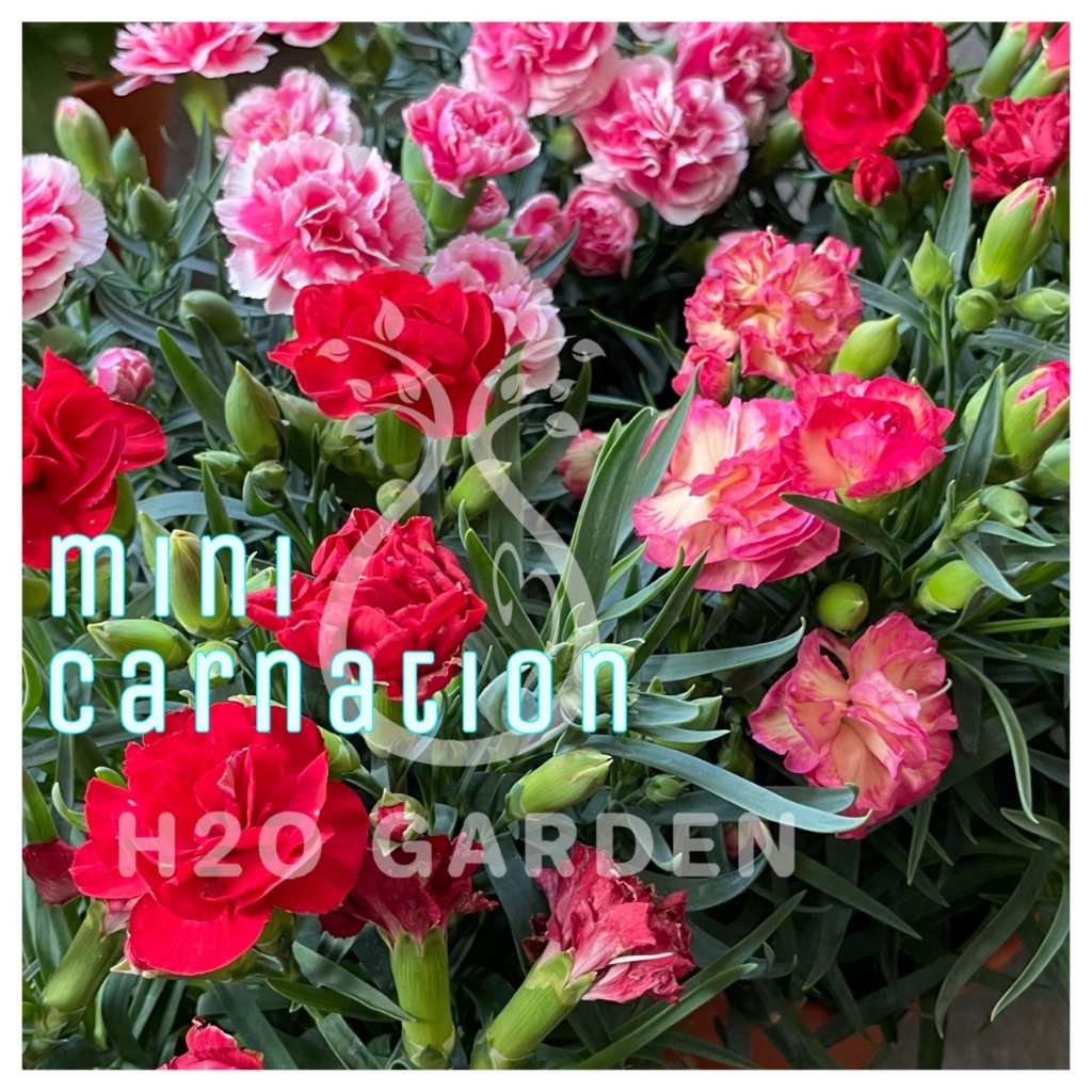 H2O - Mini Carnation 迷你康乃馨 Flower Plant / Live Plant [random colour ...