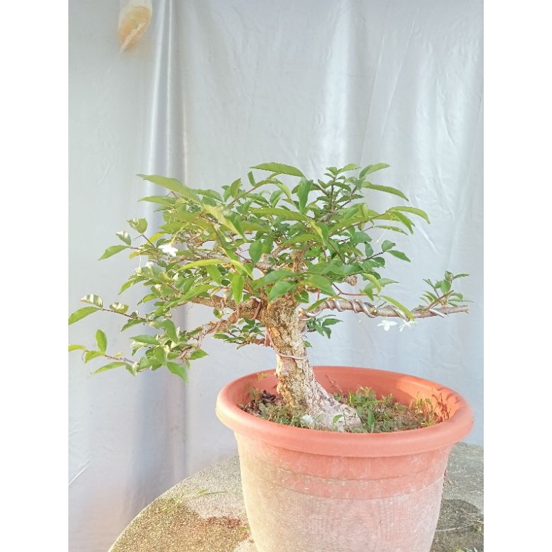 Bonsai Jeliti tua/ Shui mei/ wrigtria/ water jasmine/ 水梅老树头 | Shopee ...