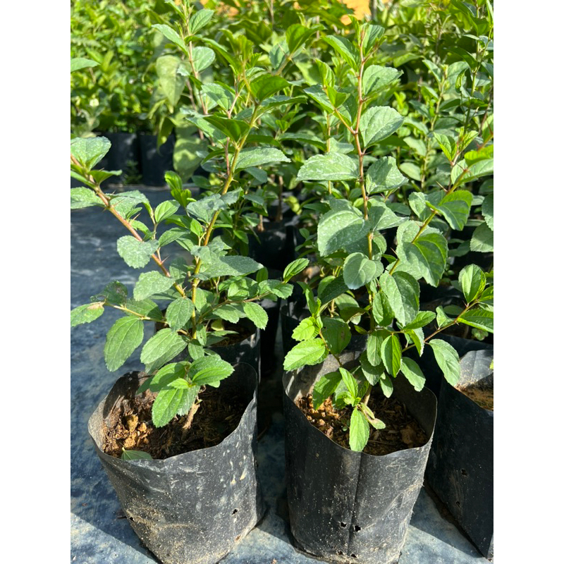 Pokok Bidara Berduri , Bidara Pokok Ubat Traditional | Shopee Malaysia