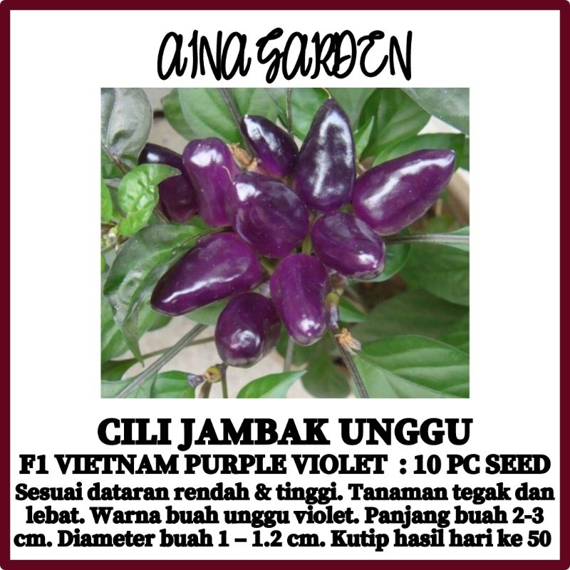HSK [10pc] CILI JAMBAK UNGGU F1 VIETNAM PURPLE VIOLET SEED | BIJI BENIH ...