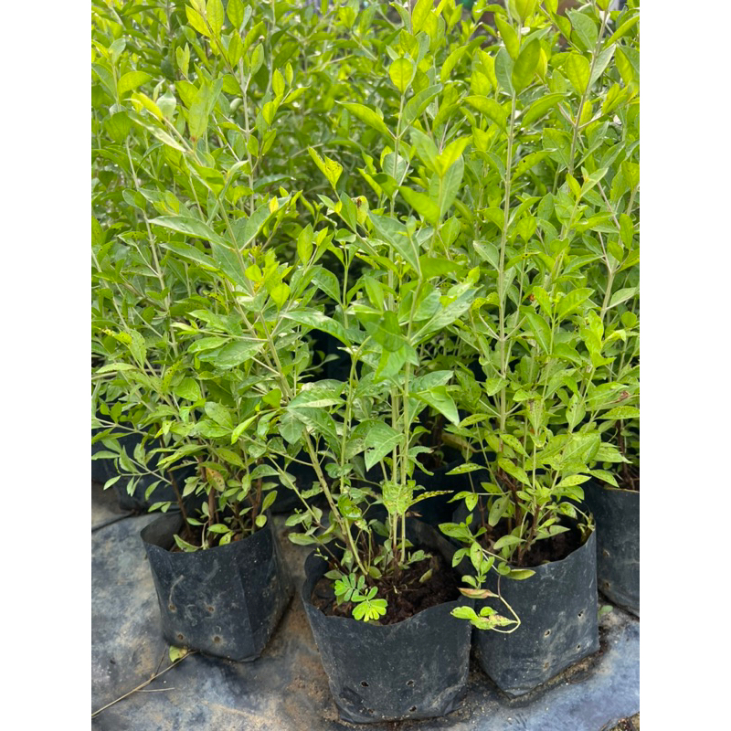 Daun Inai Merah : Pokok Inai : Henna Tree | Shopee Malaysia