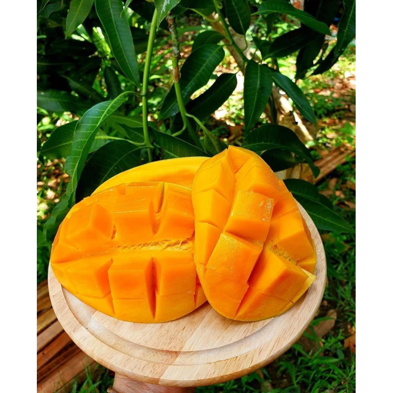 Mangga Harum Manis Perlis / Buah Pelam Kayangan / Buah Pelam Harumanis ... Mangga Harum Manis Perlis / Buah Pelam Kayangan / Buah Pelam Harumanis ...