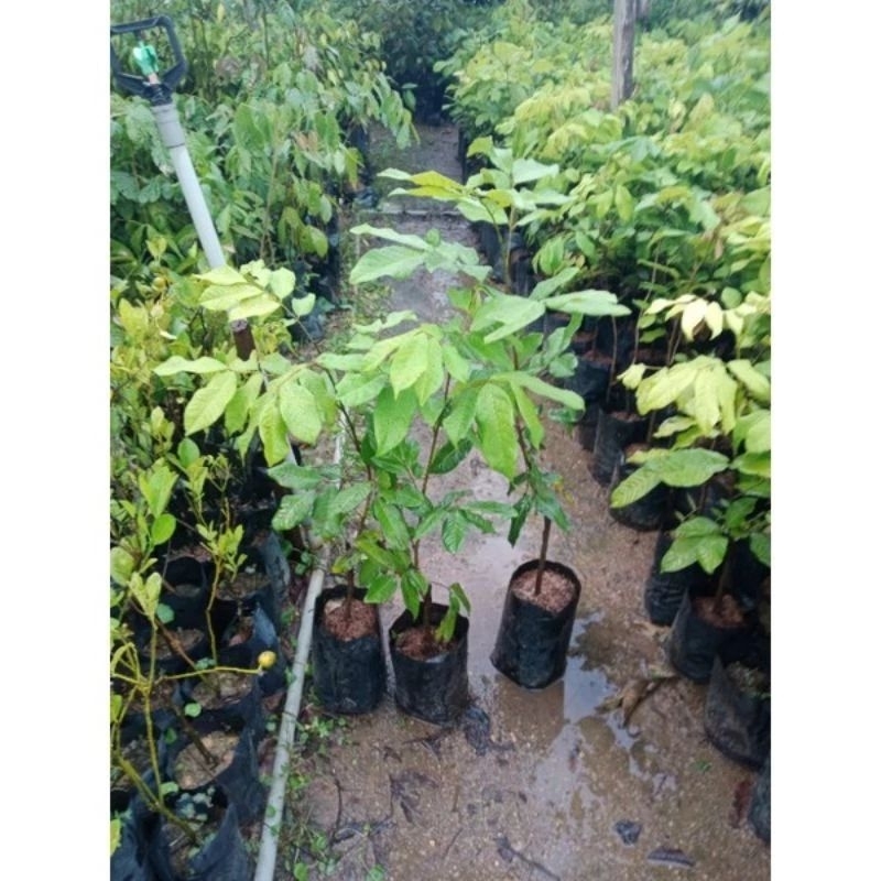 POKOK RAMBUTAN SEKOLAH HYBRID | Shopee Malaysia