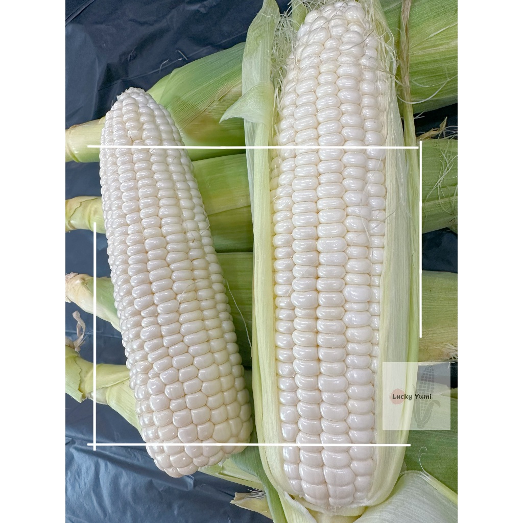 (1 SET 6 PCS)Cameron Highlands Jagung Susu Manis/White Sweet Corn/金马伦 ...