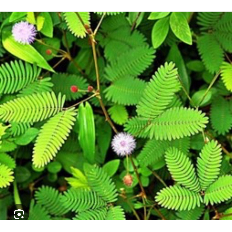 HERBA SEMALU / MIMOSA PUDICA L. KERING 50 GRAM | Shopee Malaysia