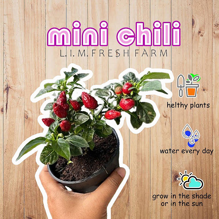 Chili Plant/Anak Pokok Cili ( mini ) | Shopee Malaysia