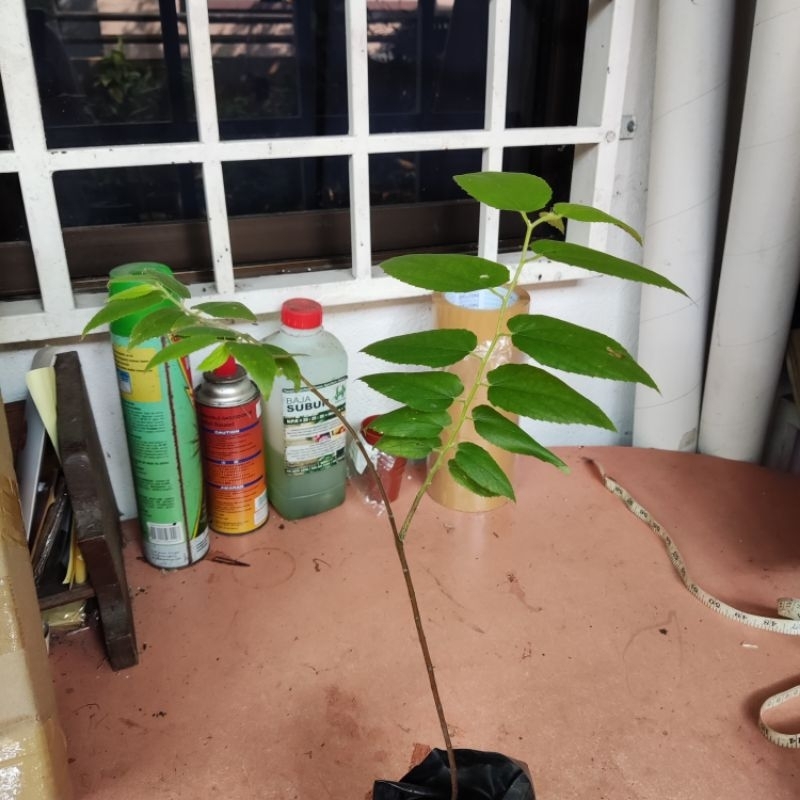 Pokok ceri kampung/kerukup siam/Jamaica cherry | Shopee Malaysia