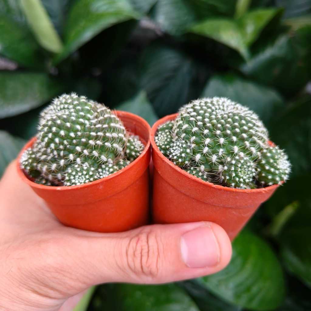 GPS Green Plant Society Live Cactus Type 31 Rebutia Krainziana 彩宝丸 仙人掌 ...